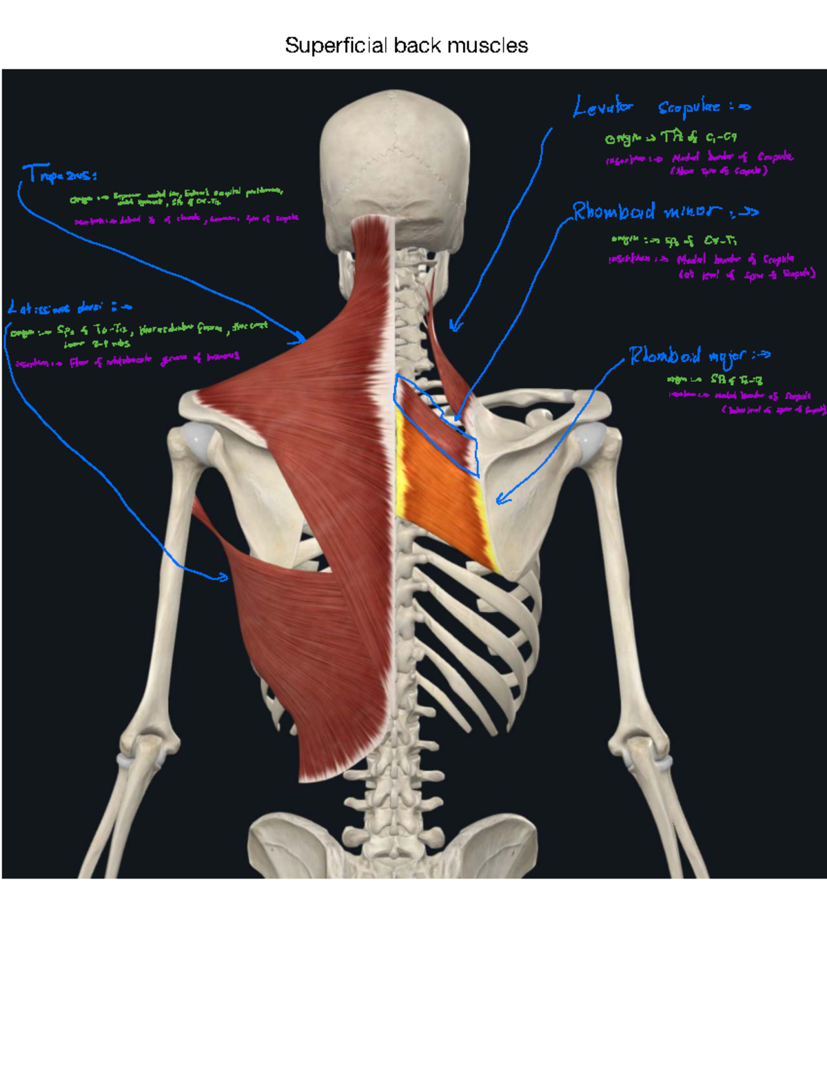 Anatomy Assignment: Superficial and Intermediate Back Muscles - Studocu