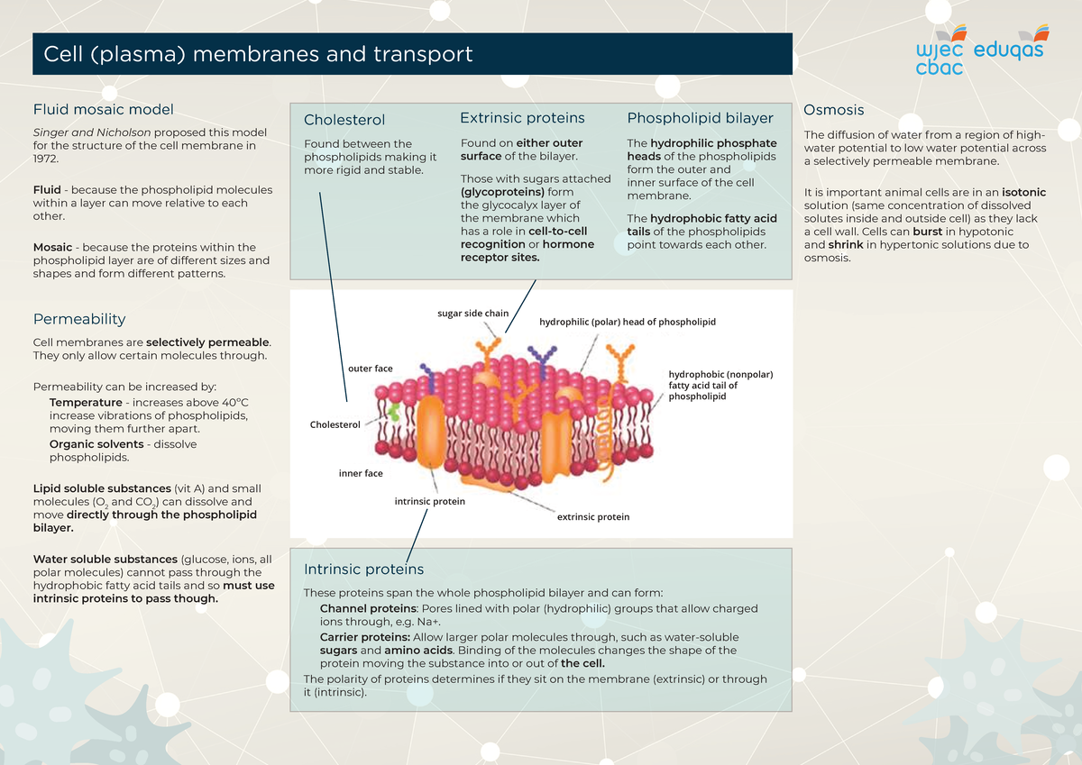 Cell Membranes and Transport: Fluid Mosaic Model Overview (BIO101 ...