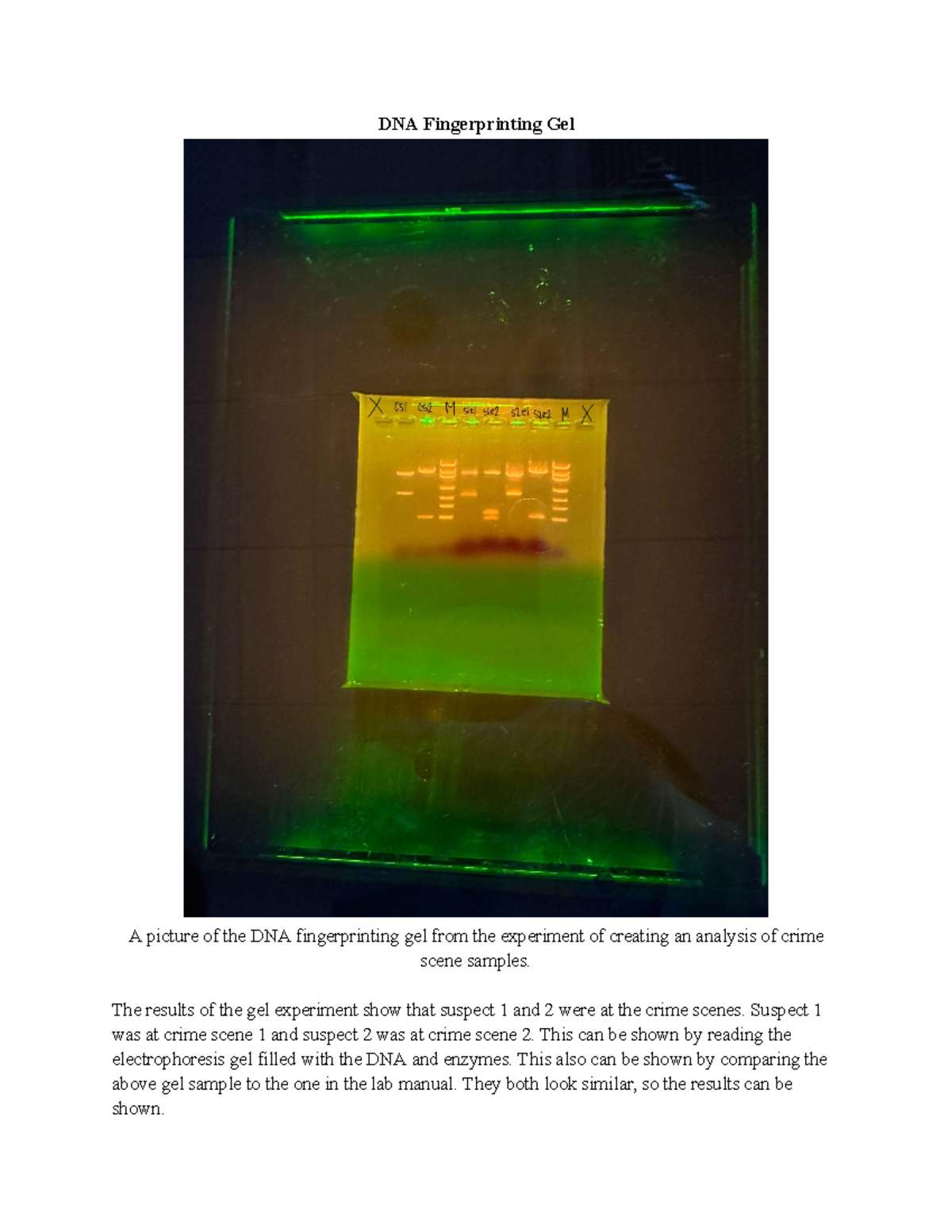 DNA Fingerprinting Gel - The results of the gel experiment show that ...