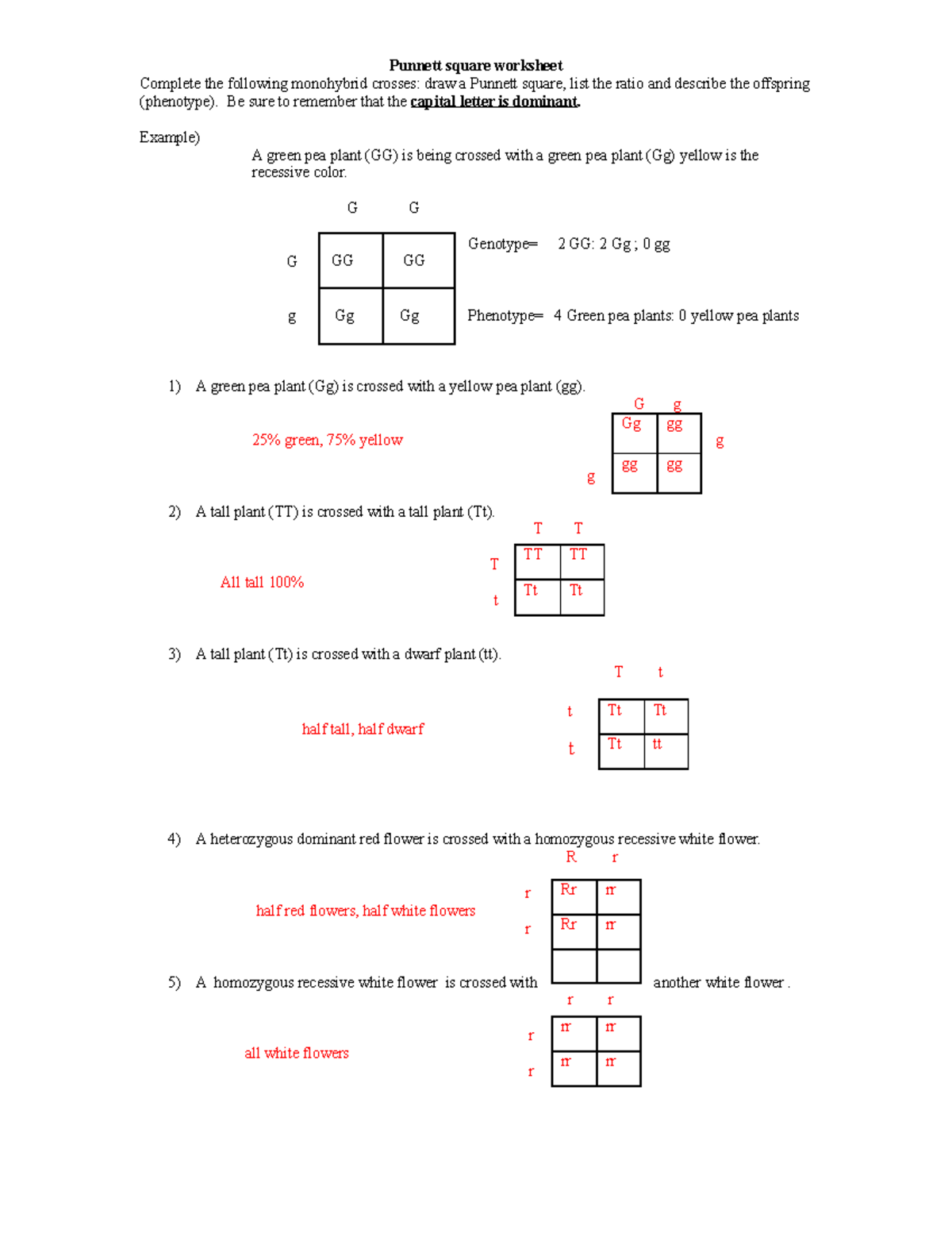 Exam 4 hw - stuff on exam 4 - Punnett square worksheet Complete the ...