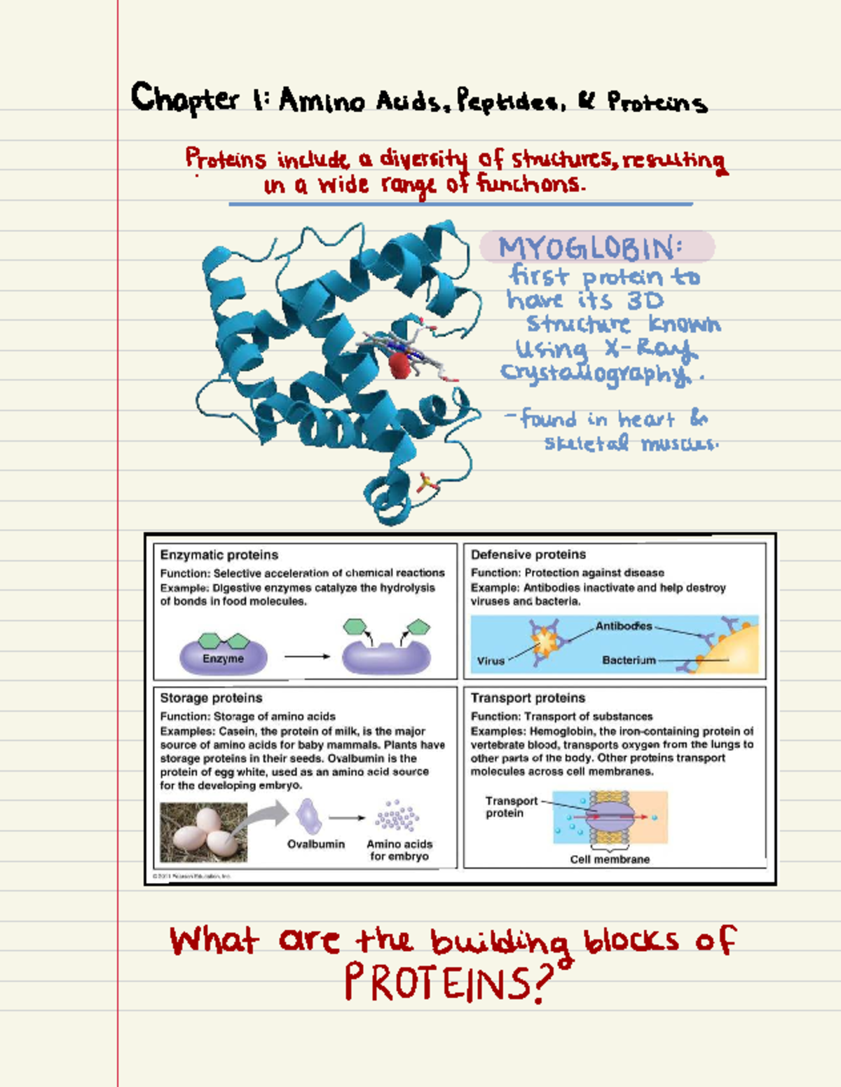 Chapter 1: Amino Acids, Peptides, and Proteins - Notes - Studocu