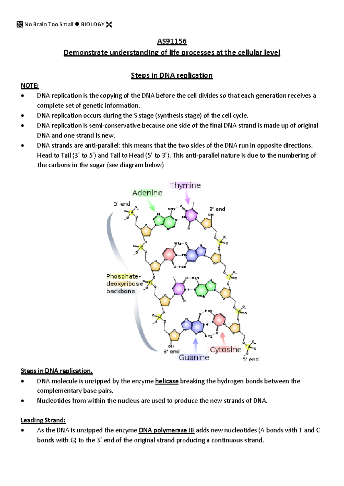 Bio2 91156 DNA Replication: Steps & Key Factors Explained - Studocu