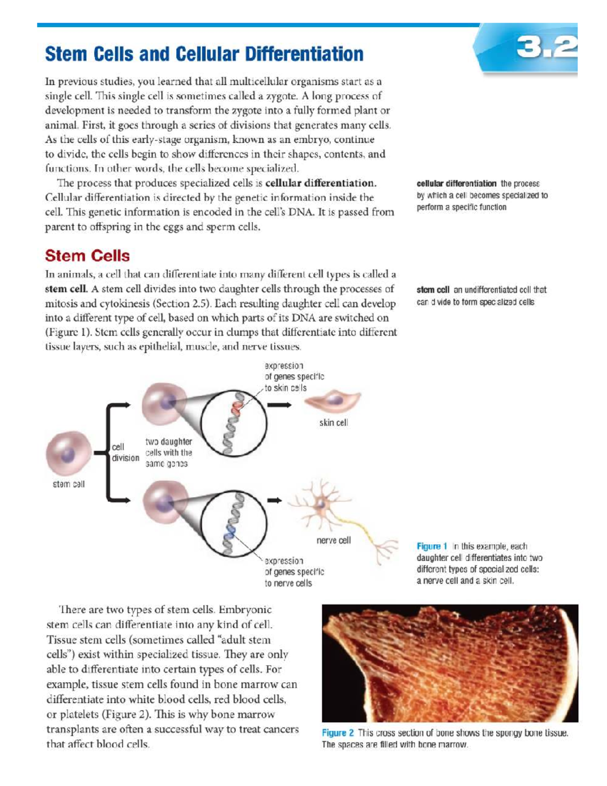 Stem Cells & Differentiation: Insights for BIO 3.2 Students - Studocu