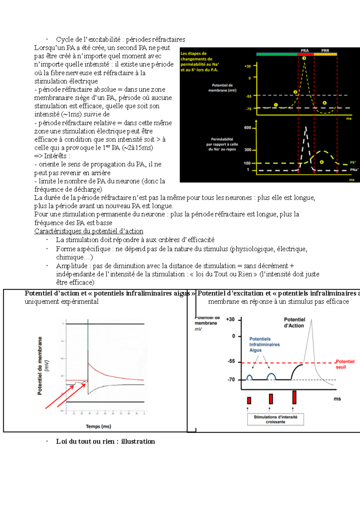 Physiologie neuromusculaire 2 - Cycle de l’excitabilité : périodes ...