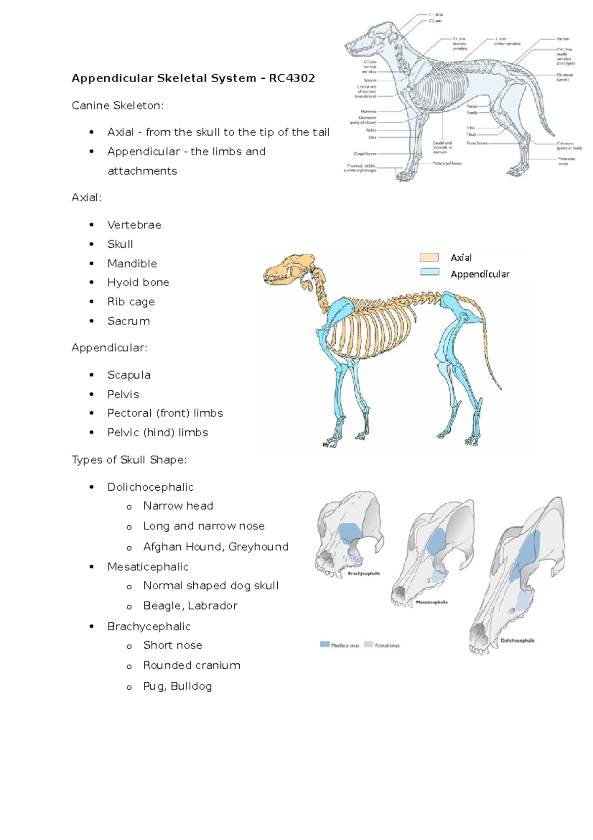 Lesson 6 - Appendicular Skeletal System - Appendicular Skeletal System ...
