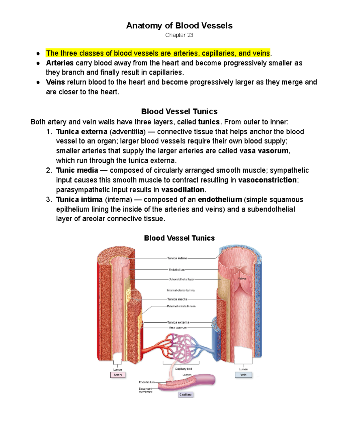 Anatomy of Blood Vessels - Anatomy of Blood Vessels Chapter 23 The ...