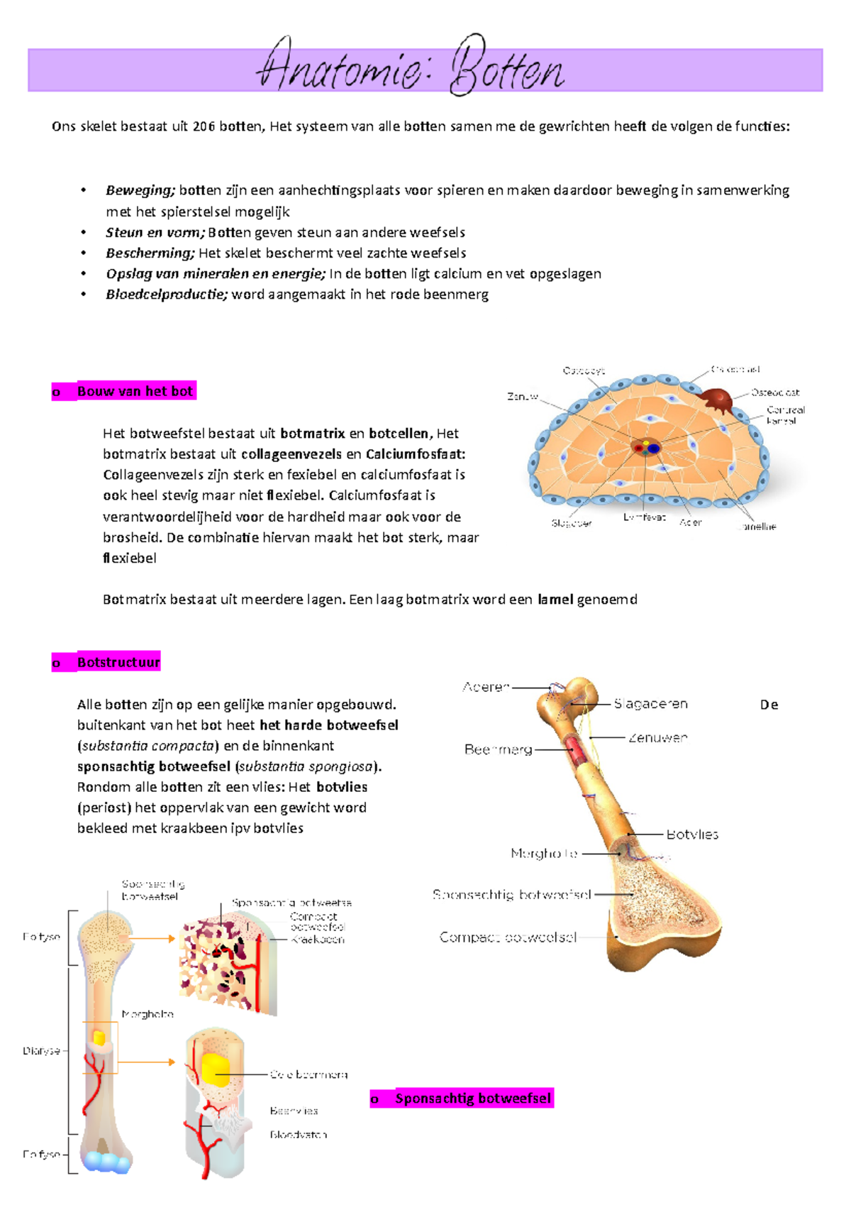 Botten en Gewrichten: Structuur en Functies (Biologie) - Studeersnel