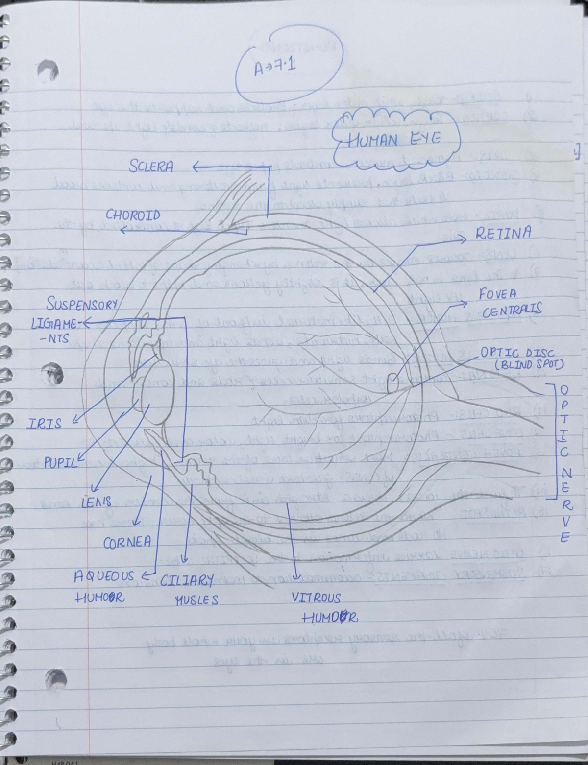 H4P0A1 Final Exam Notes: Human Eye Anatomy and Function - Studocu