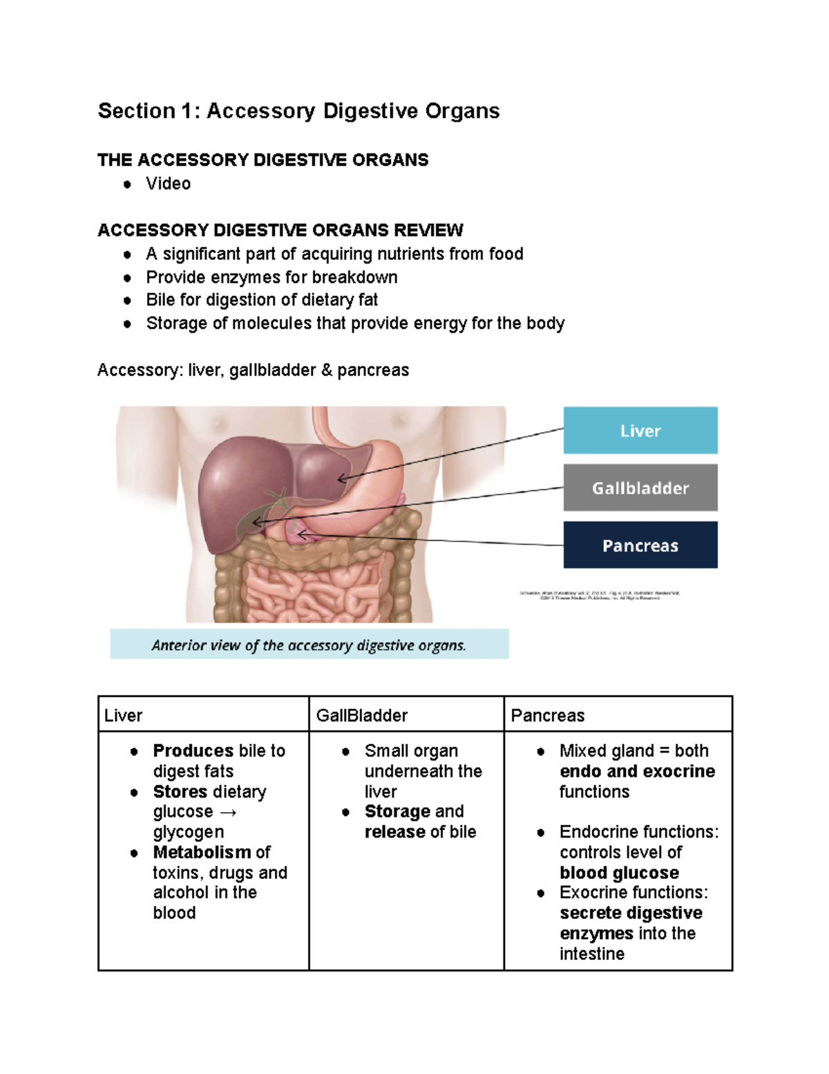 Module 11 - Section 1: Accessory Digestive Organs THE ACCESSORY ...