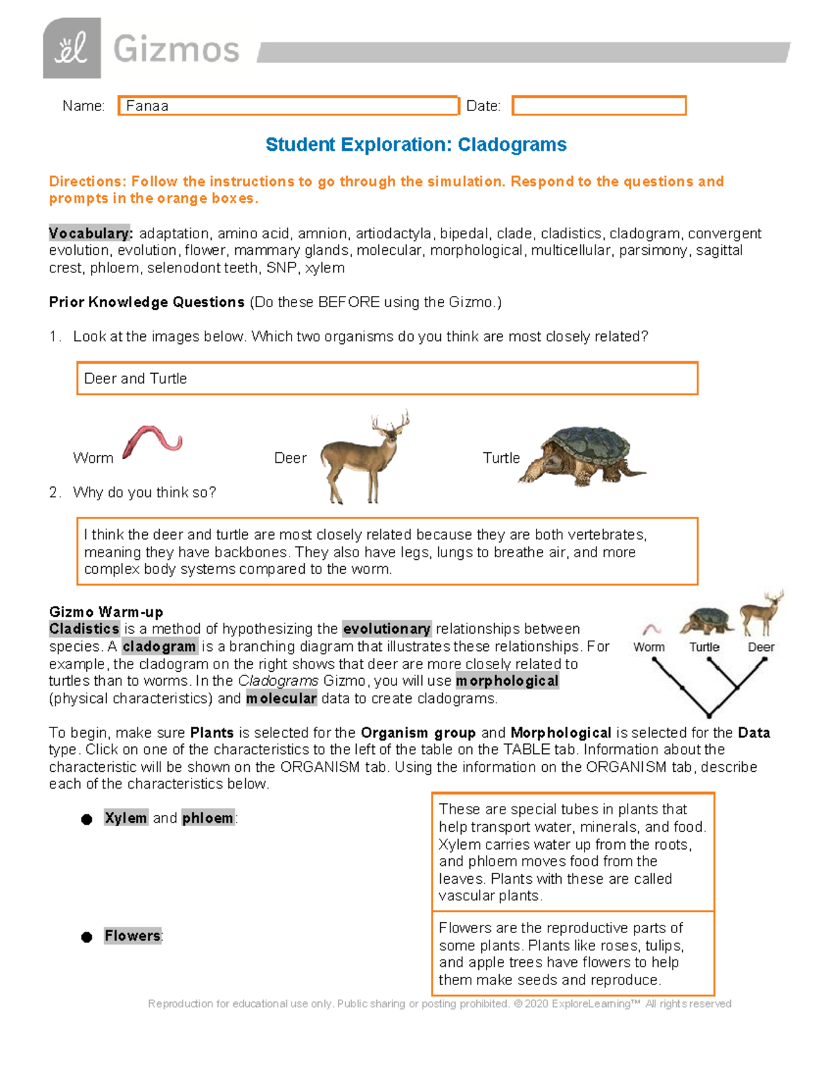 Cladograms Exploration: Understanding Evolutionary Relationships - Studocu