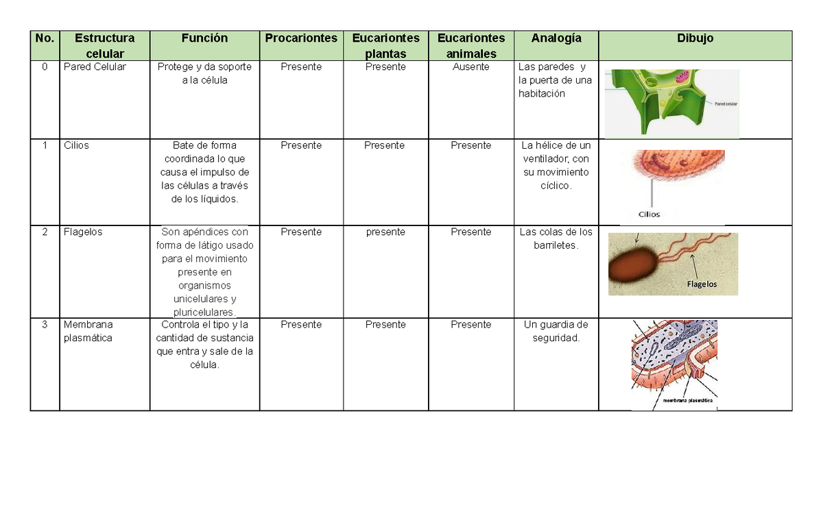 Hojas De Trabajo Sobre La Estructura Celular