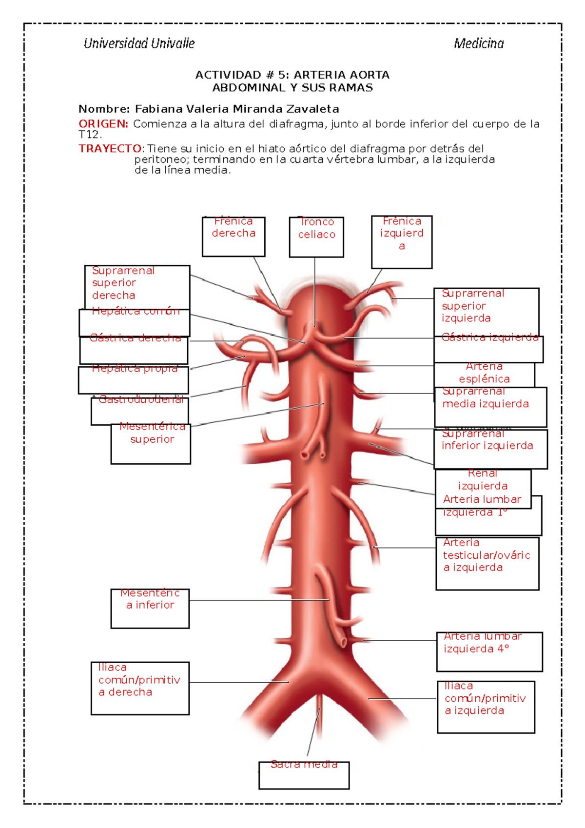Anatomía De La Arteria Abdominal Aorta Abdominal | PDF | Abdomen
