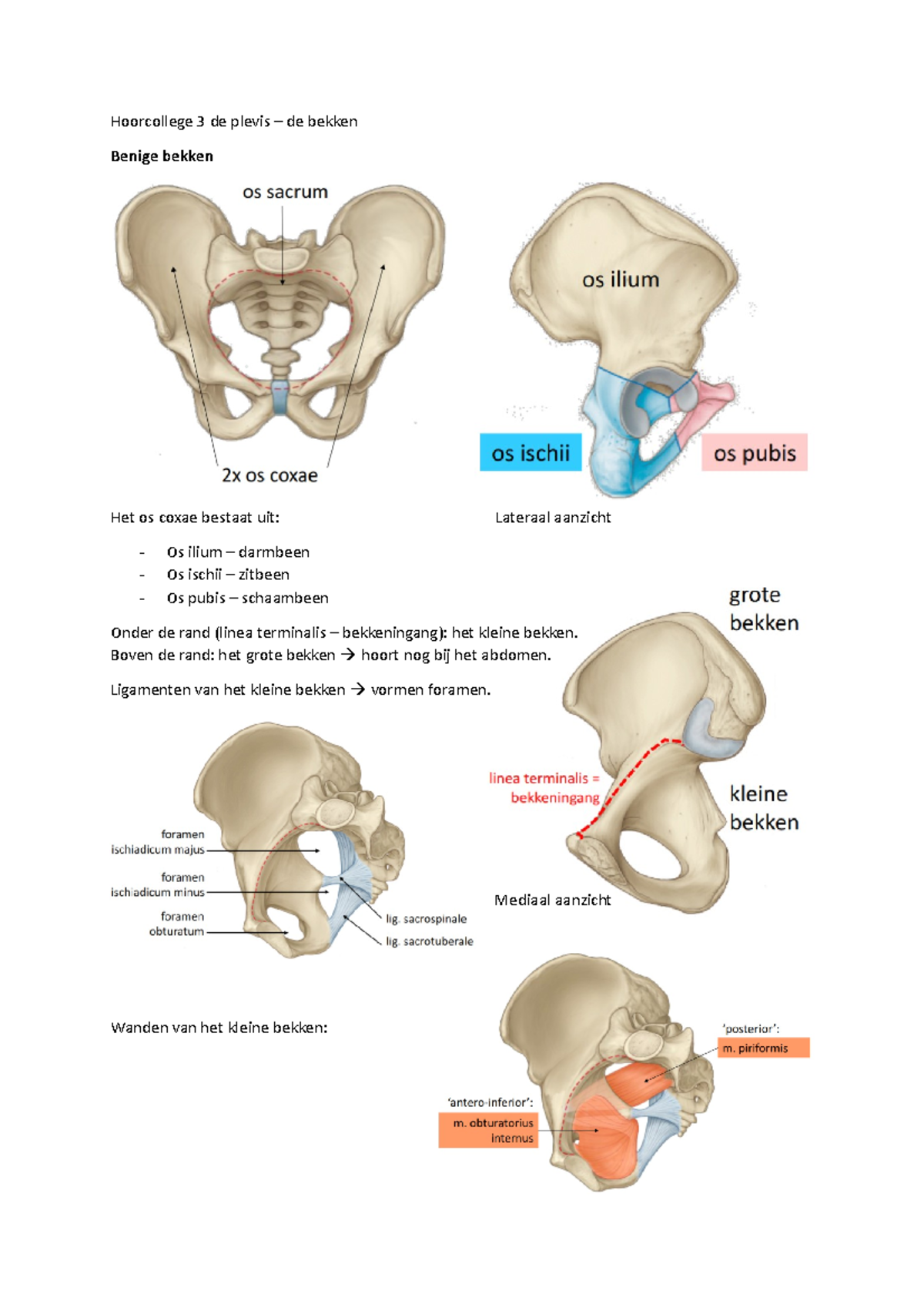 Hoorcollege 3: Anatomie van het Bekken en Bekkenorganen - Studeersnel