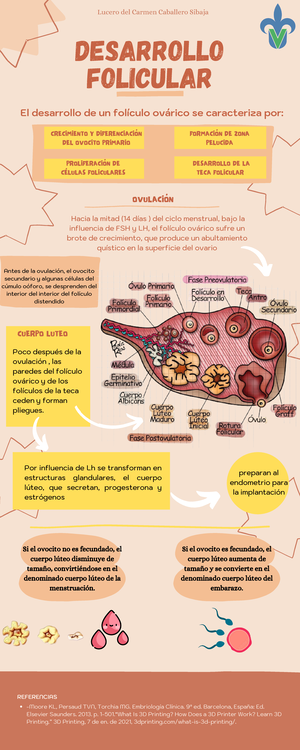 Capas Germinales: Ectodermo, Mesodermo y Endodermo en Desarrollo ...