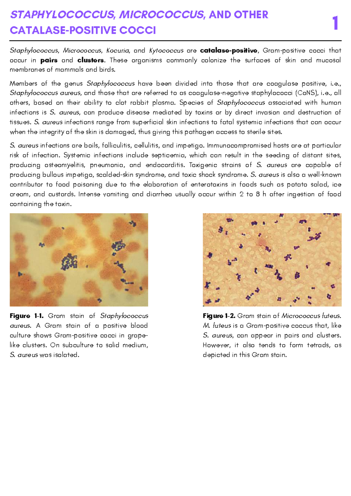 Staphylococcus & Micrococcus Overview: Cocci Characteristics & Infections - Studocu