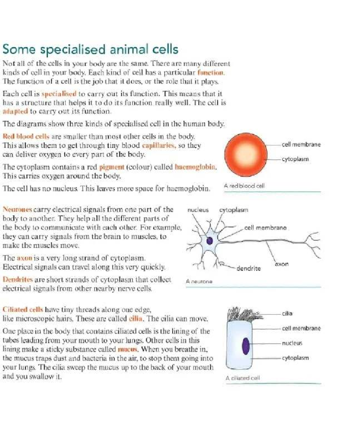 Specialised Animal Cells: Functions and Structures Explained - Studocu