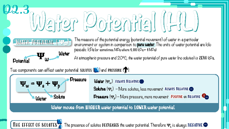Water Potential (D2.3) - Understanding 𝚿w, 𝚿s, and 𝚿p in Plants - Studocu