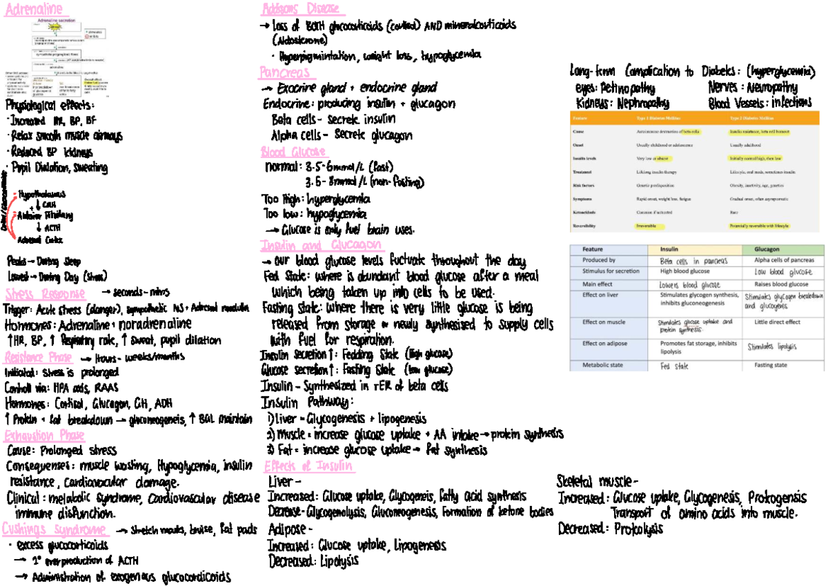 HUBS191 - Endocrine System Summary: Adrenaline & Addison's Disease ...