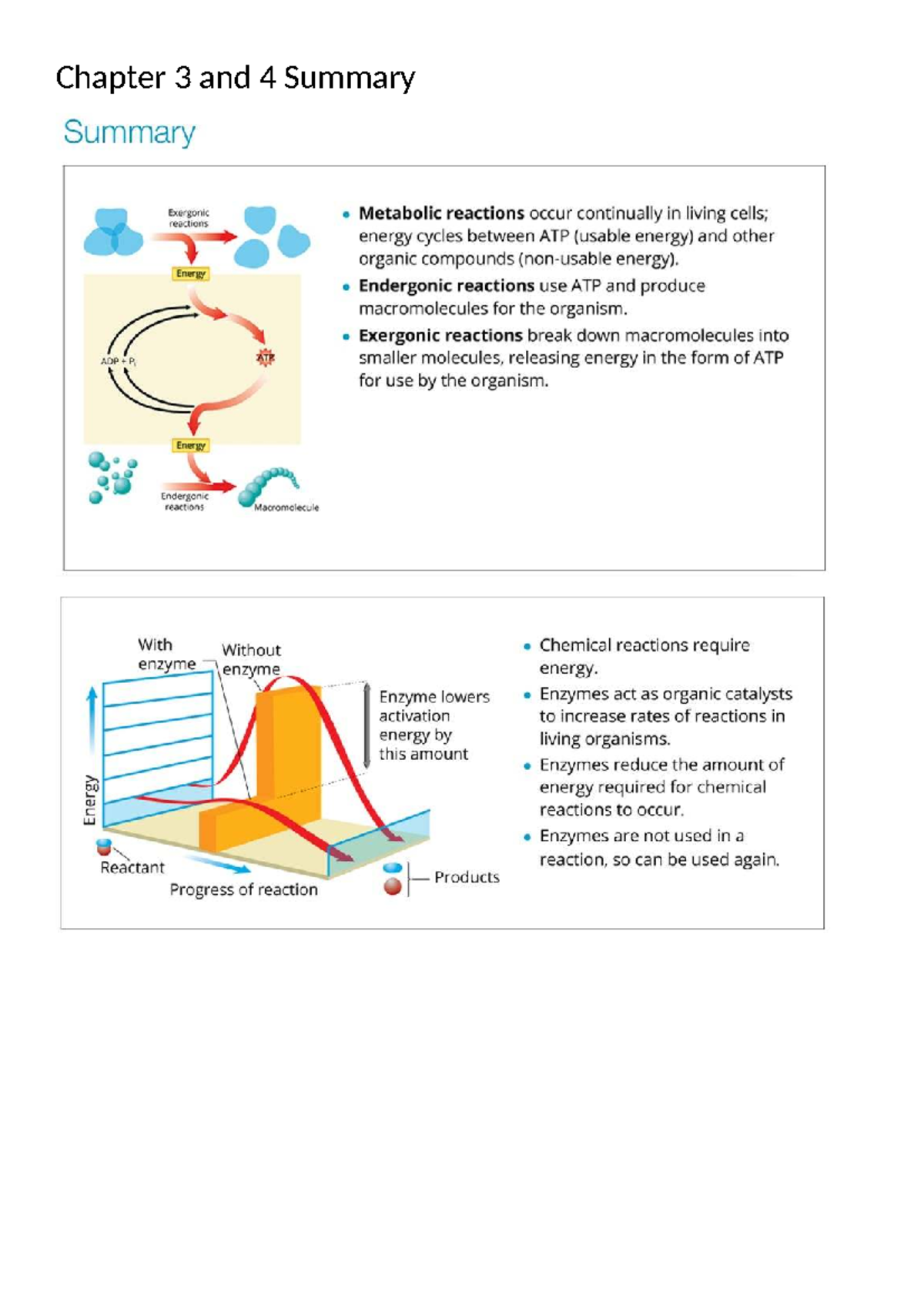 Chapter 3 & 4 Summary: Metabolic Reactions & Energy Cycles - VCE - Studocu