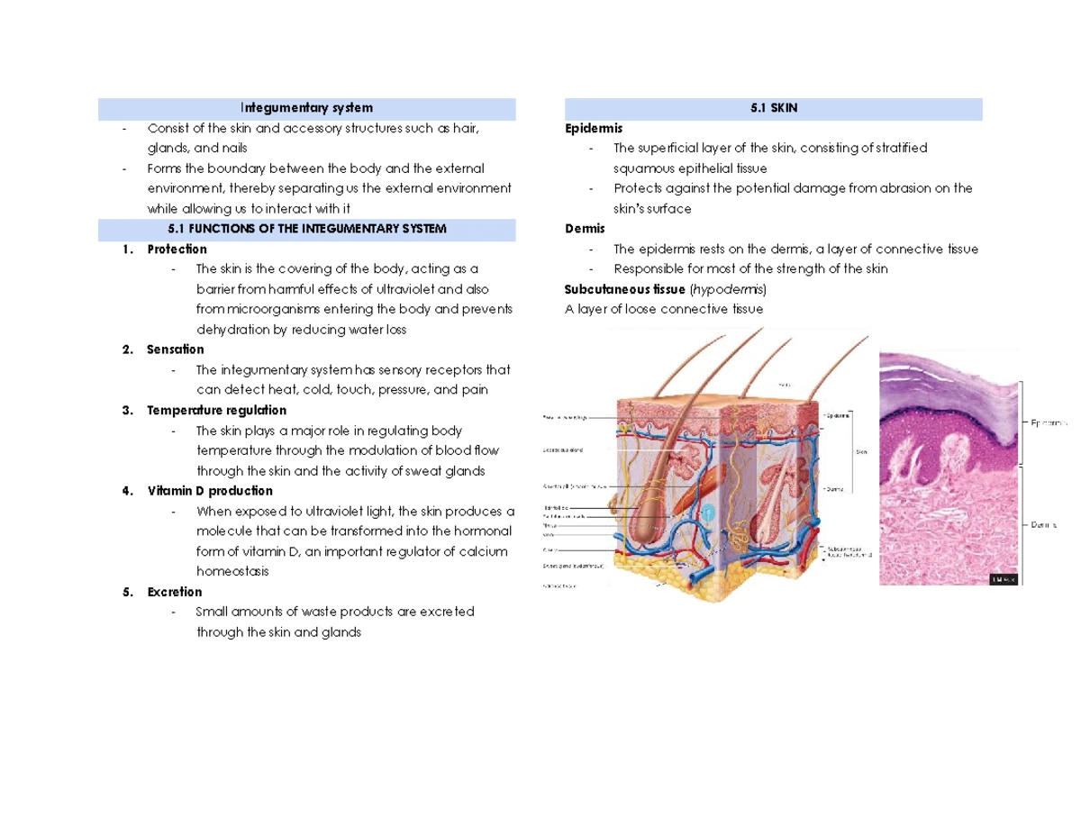 Module 8 Heart Overview: Anatomy, Function & Blood Flow Details - Studocu