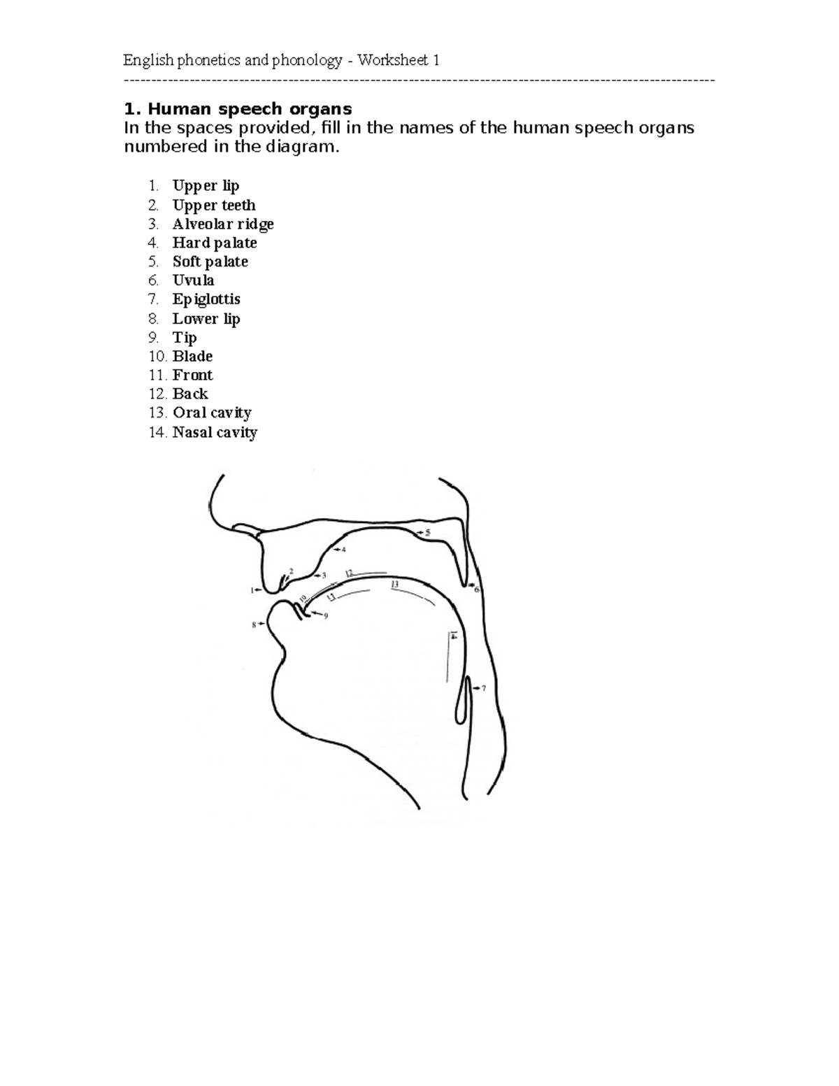 English Phonetics & Phonology Worksheet 1: Speech Organs & Airstreams ...