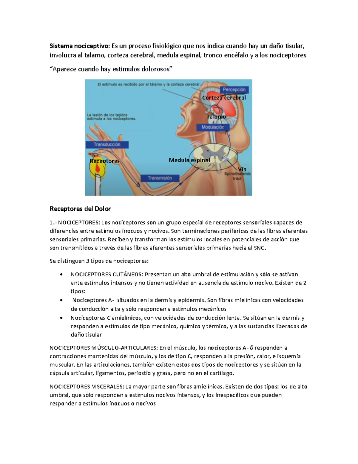 Sistema Nociceptivo: Funciones y Tipos de Receptores del Dolor - Studocu