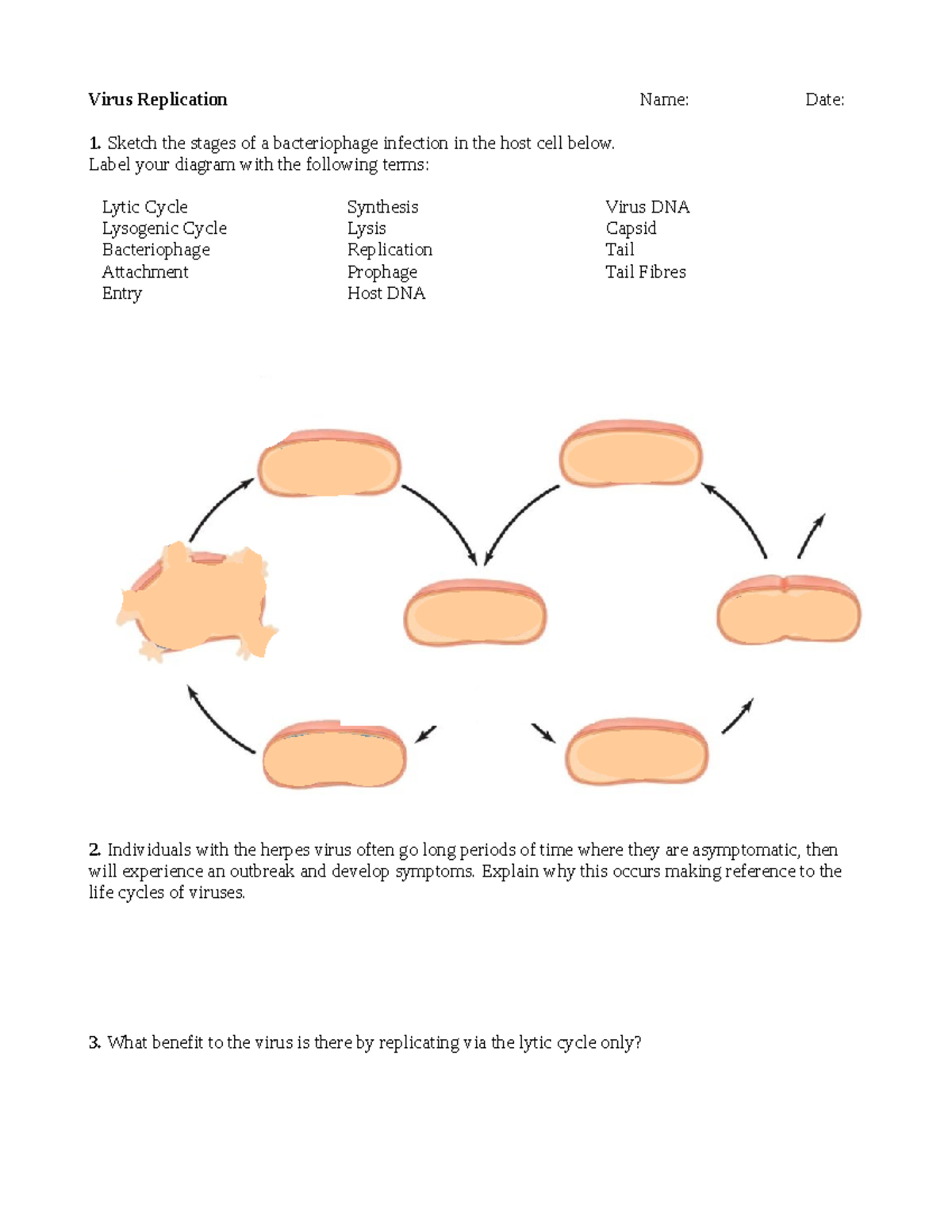 BIOL-202 Virus Replication Worksheet & Life Cycles Explained - Studocu