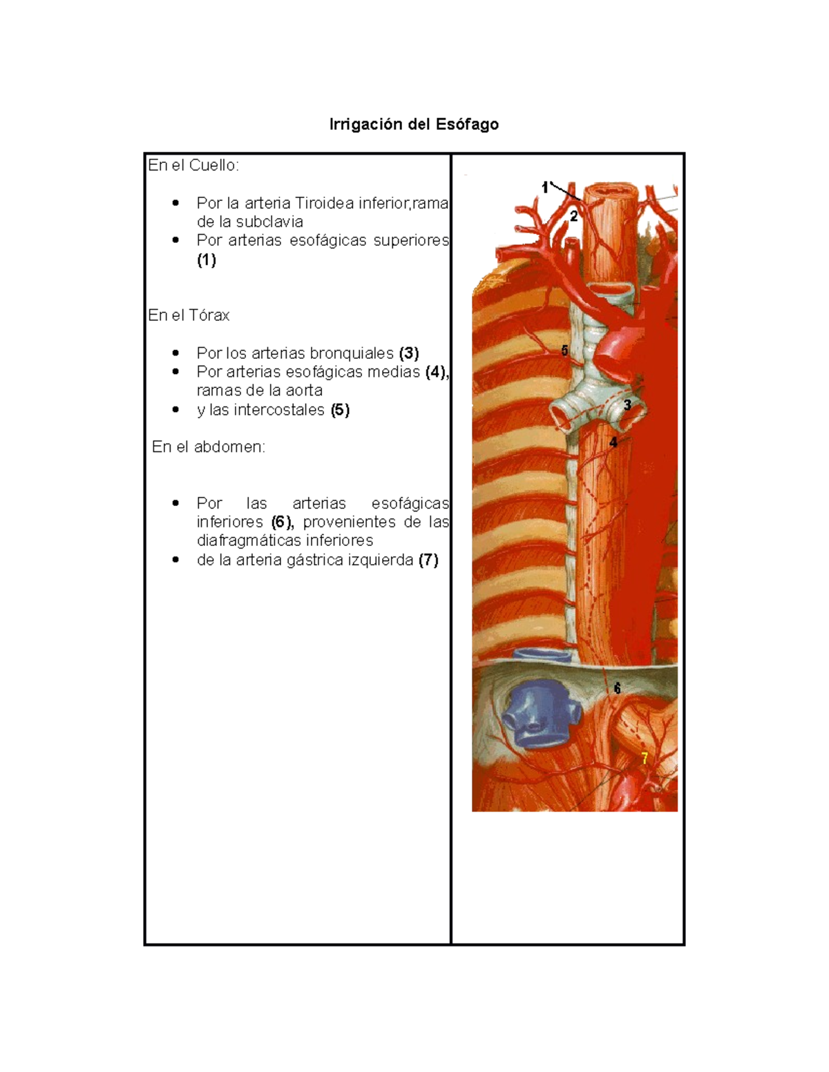 Irrigación e Inervación del Esófago: Anatomía y Funciones Esenciales ...
