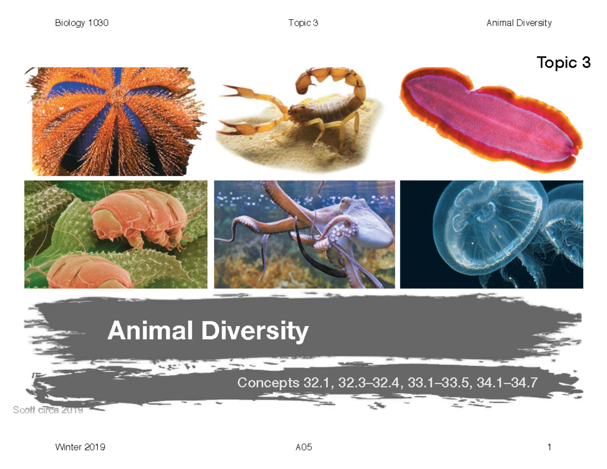 Biology 1030 Winter 2019 Notes on Animal Diversity Concepts - Studocu