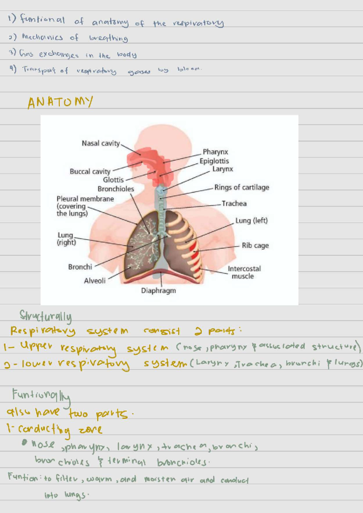 Respiratory System Overview: Anatomy, Mechanics, and Gas Exchange - Studocu