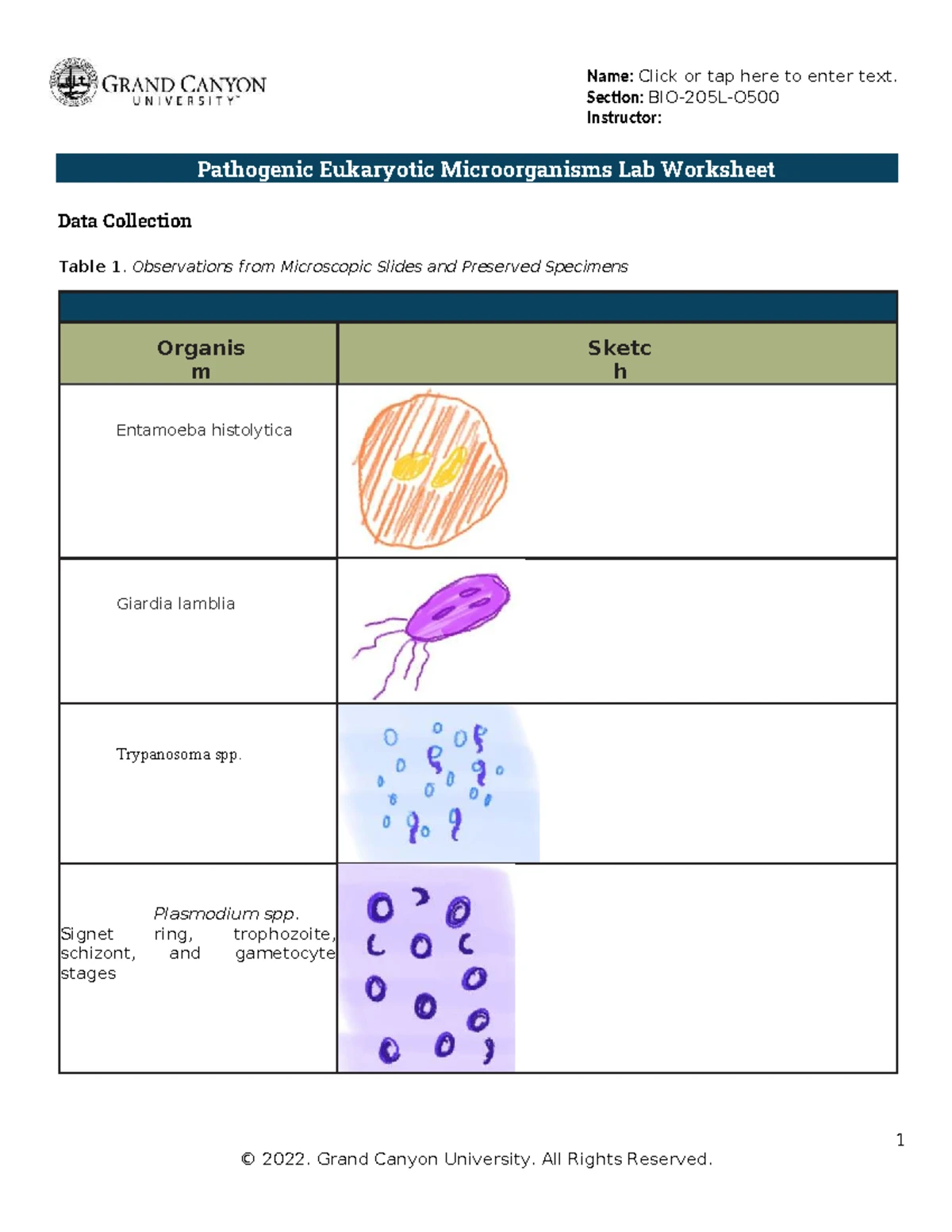 BIO-205L Lab Report: Identification of an Unknown Bacterium - Studocu