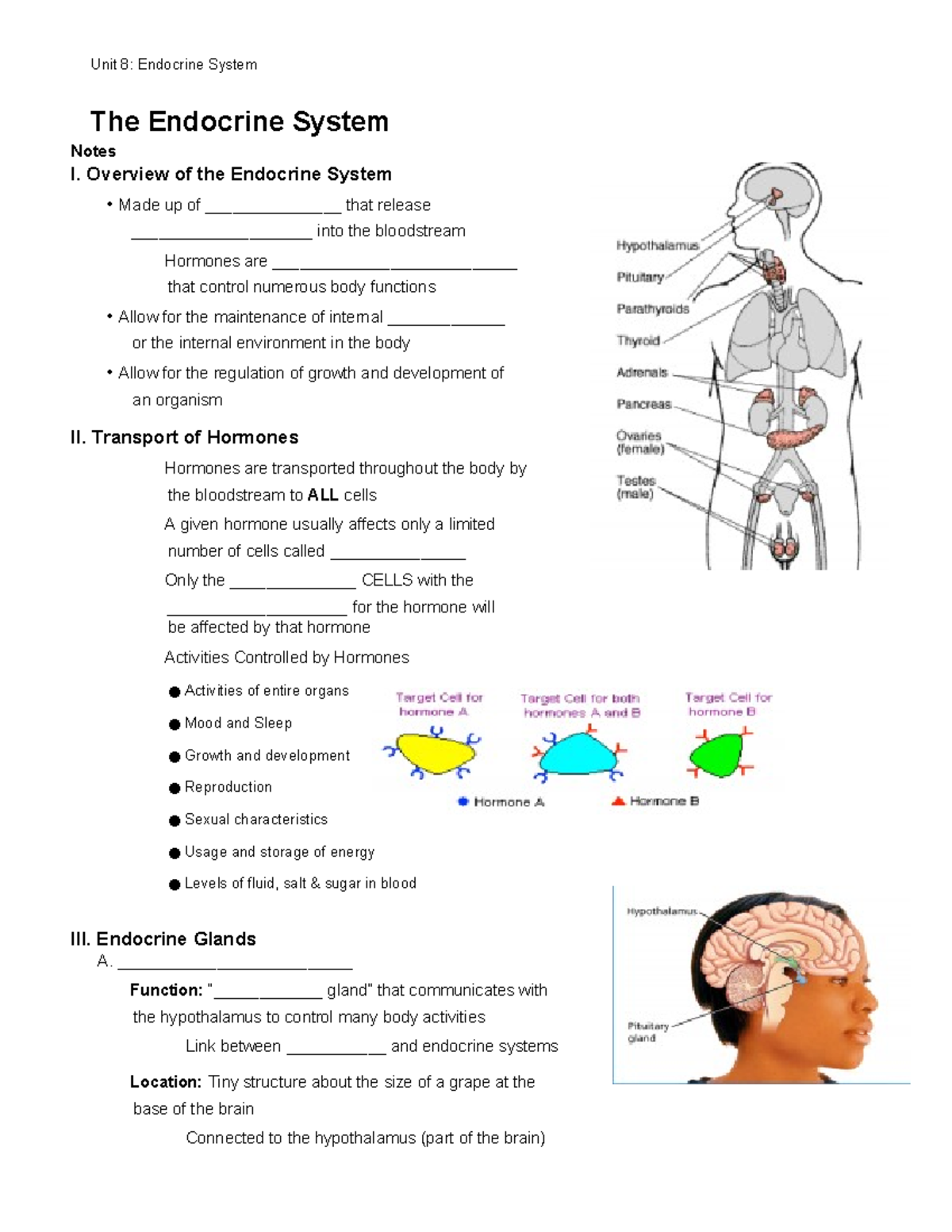 Endocrine System Guided notes Fill-In December 1-due December 3 - Unit ...