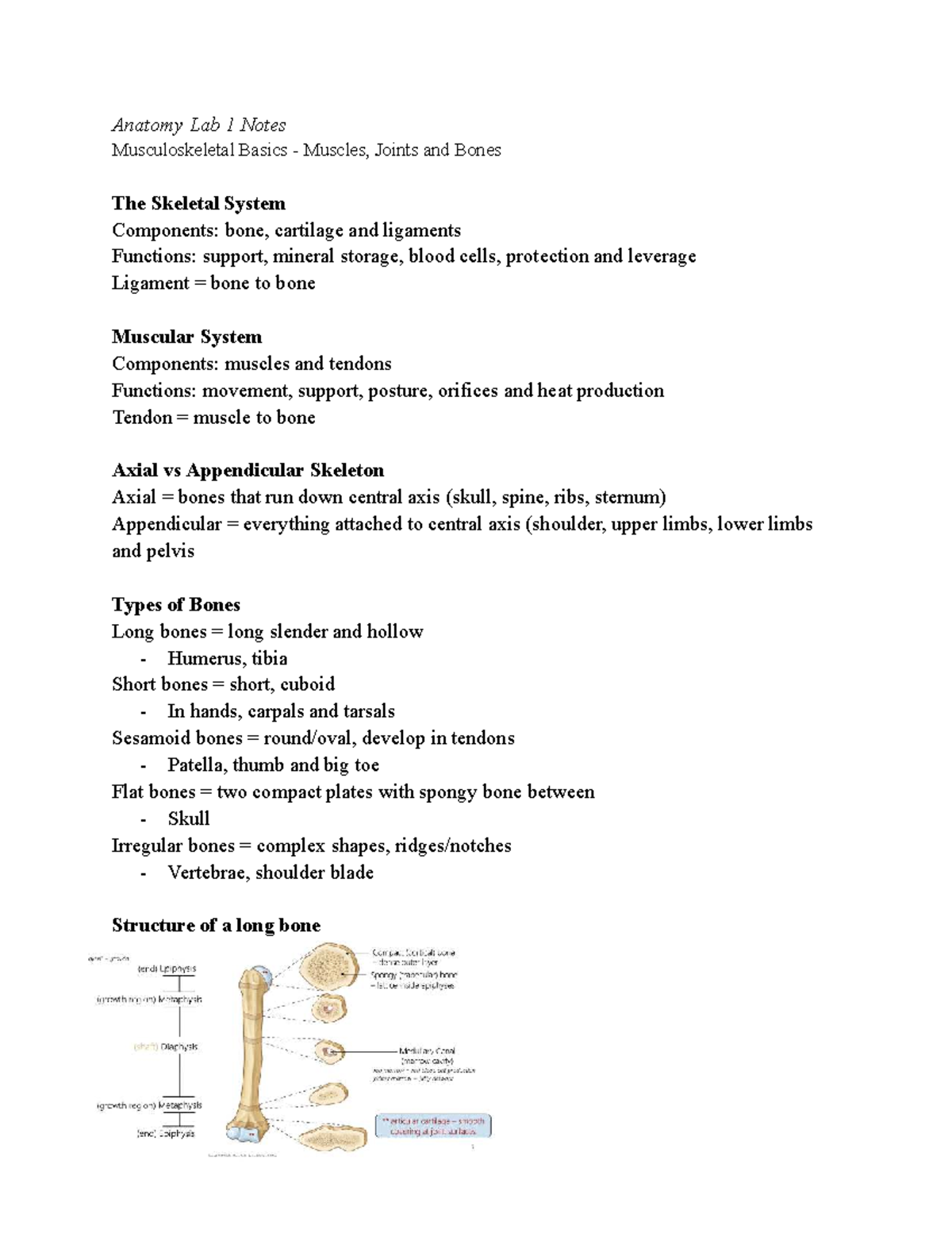 Anatomy Lab 1 Notes: Musculoskeletal System Overview - Studocu