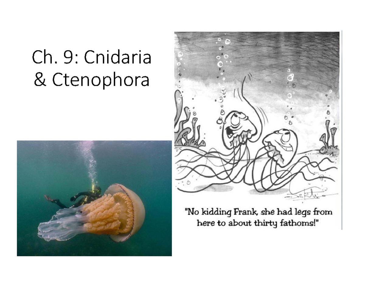 BIOL 1123 Ch. 9: Overview of Cnidaria & Ctenophora Classes - Studocu