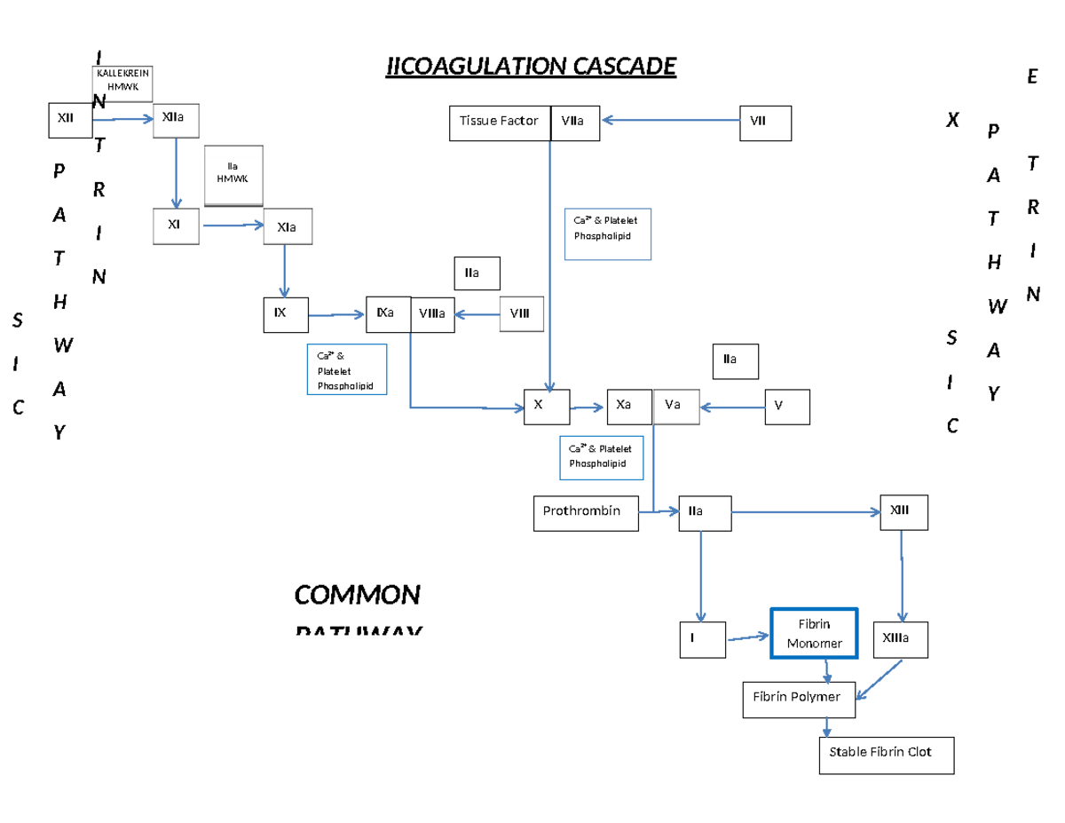 Coagulation Cascade TEST 1 - IICOAGULATION CASCADE Xa Prothrombin IIa ...