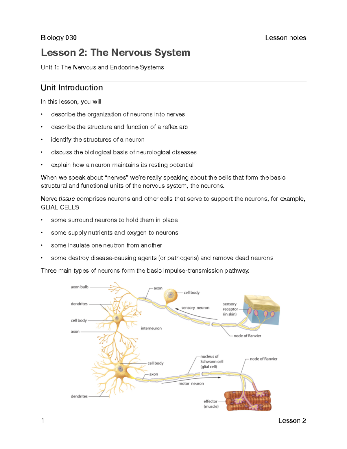 BIOL 101: Lesson 2 Notes on The Nervous System and Neuron Functions ...