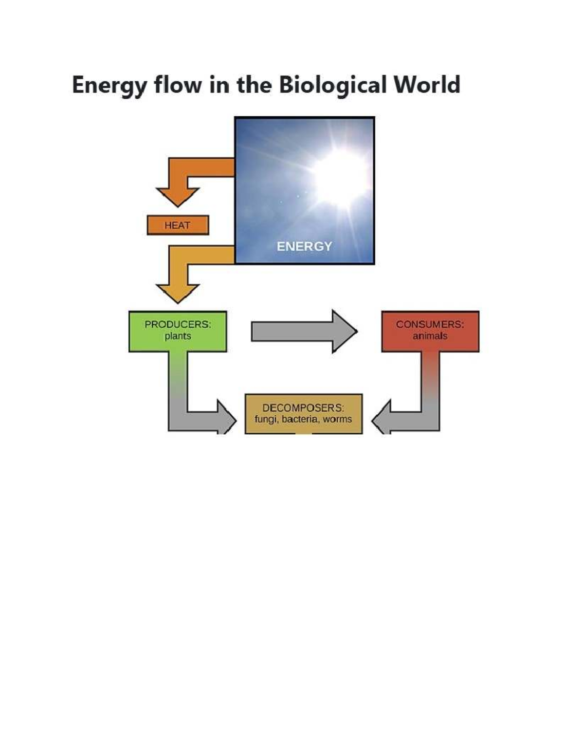 Final Exam Study Notes on Energy Flow in Biology (Course 422c) - Studocu