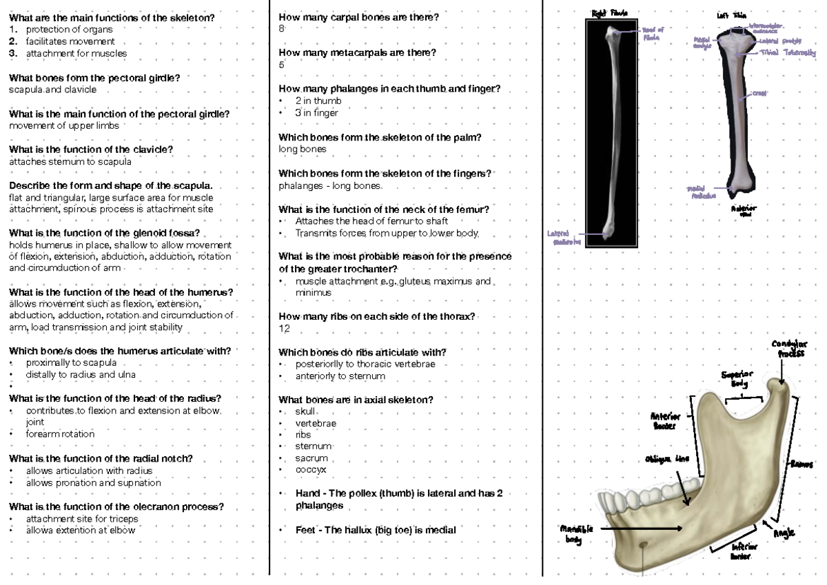 Practice Questions for BIOA201: Functions of the Skeleton and Bones ...