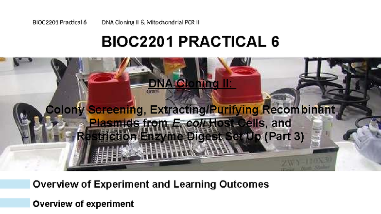BIOC2201 Practical 6: DNA Cloning II & Mitochondrial PCR Analysis - Studocu