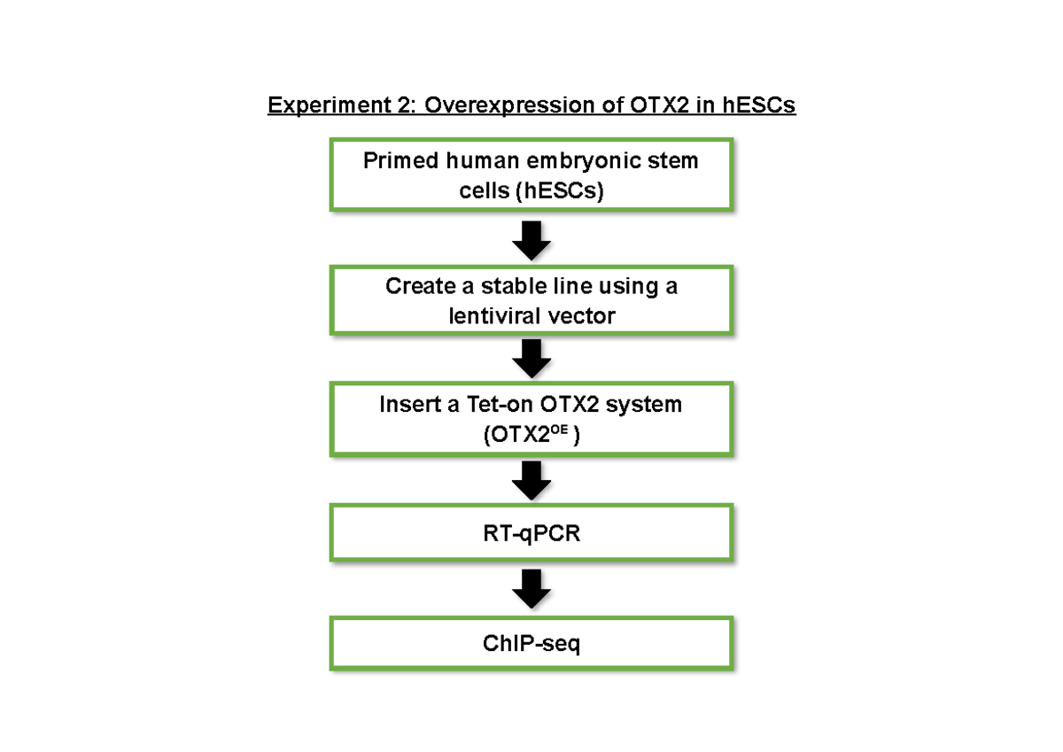 Poster flow chart ( Landscape) - GTS 351 - Experiment 2: Overexpression ...