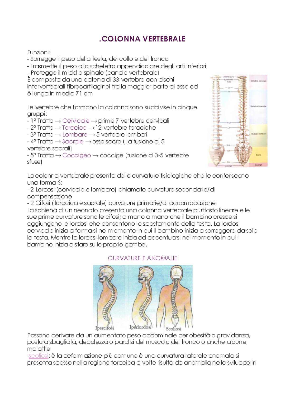 Colonna Vertebrale: Funzioni, Struttura e Curvature Anatomiche - Studocu