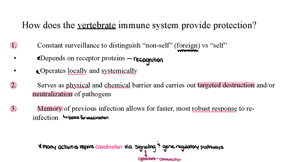 Vertebrate Immune System Overview - Studocu