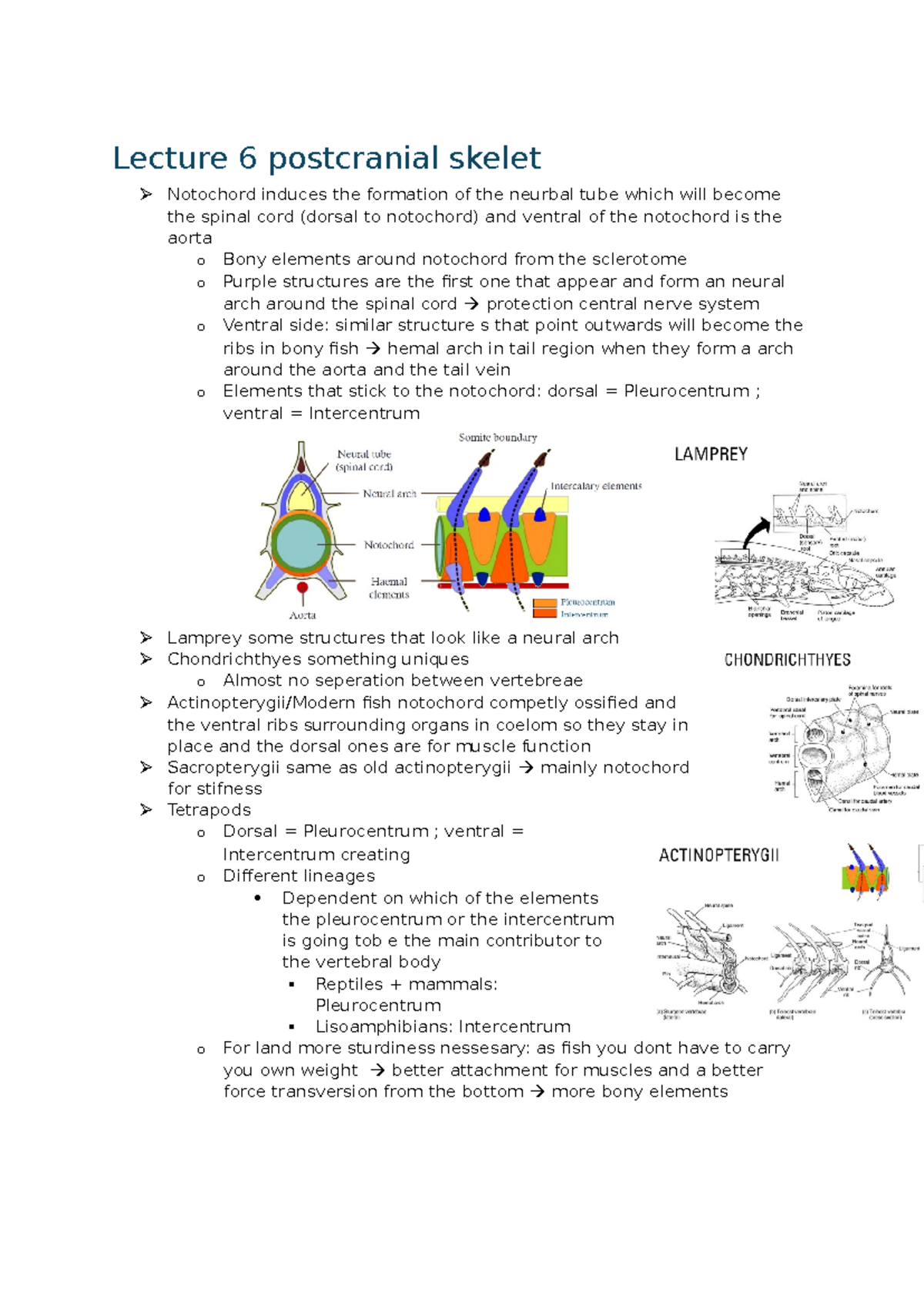 Lecture 6: Postcranial Skeleton Development and Adaptations - Studeersnel
