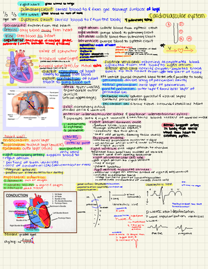 Anat 1 Midterm study guide - HUMAN ANATOMY AND PHYSIOLOGY. STUDY GUIDE. Language of anatomy ...