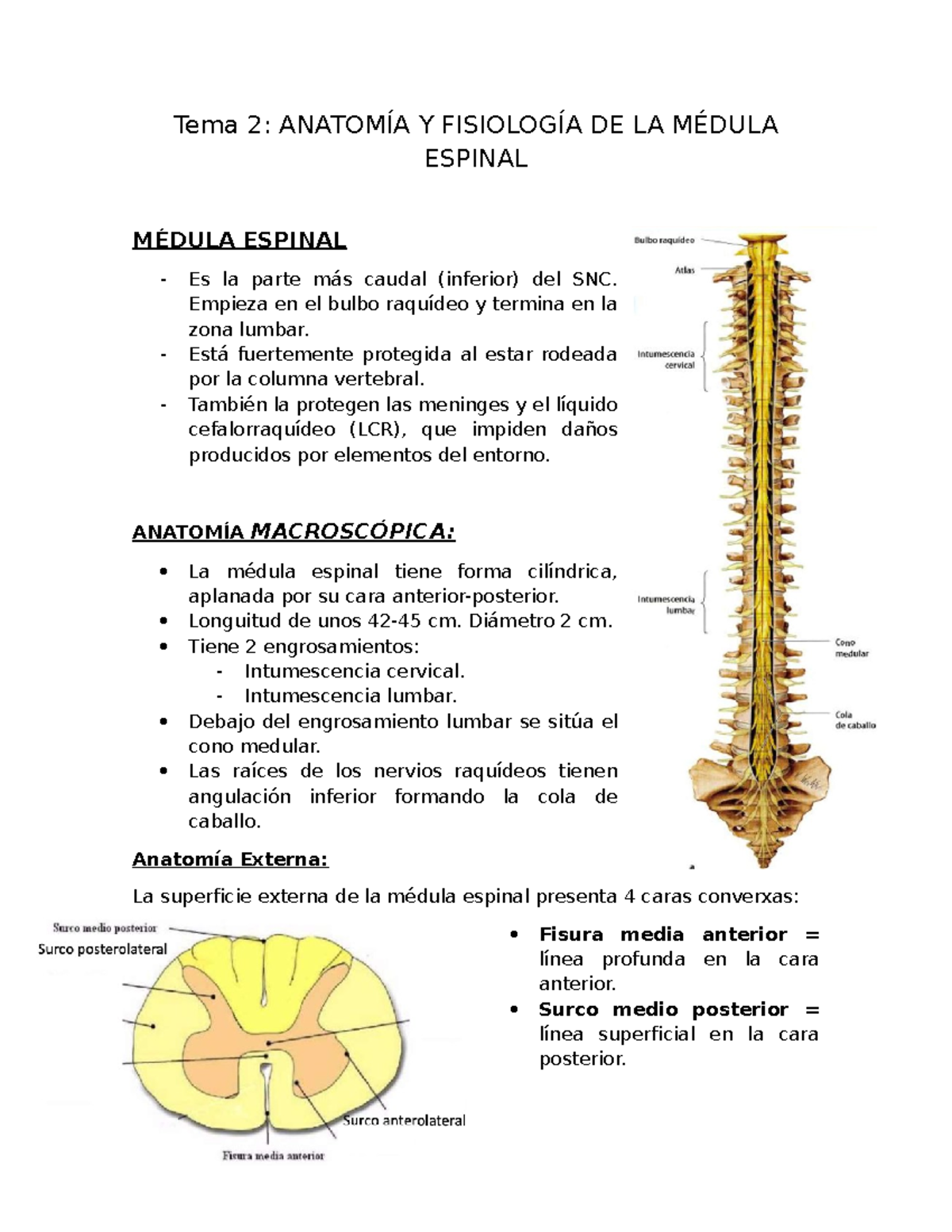 Tema 2: Anatomía y Fisiología de la Médula Espinal - SN - Studocu