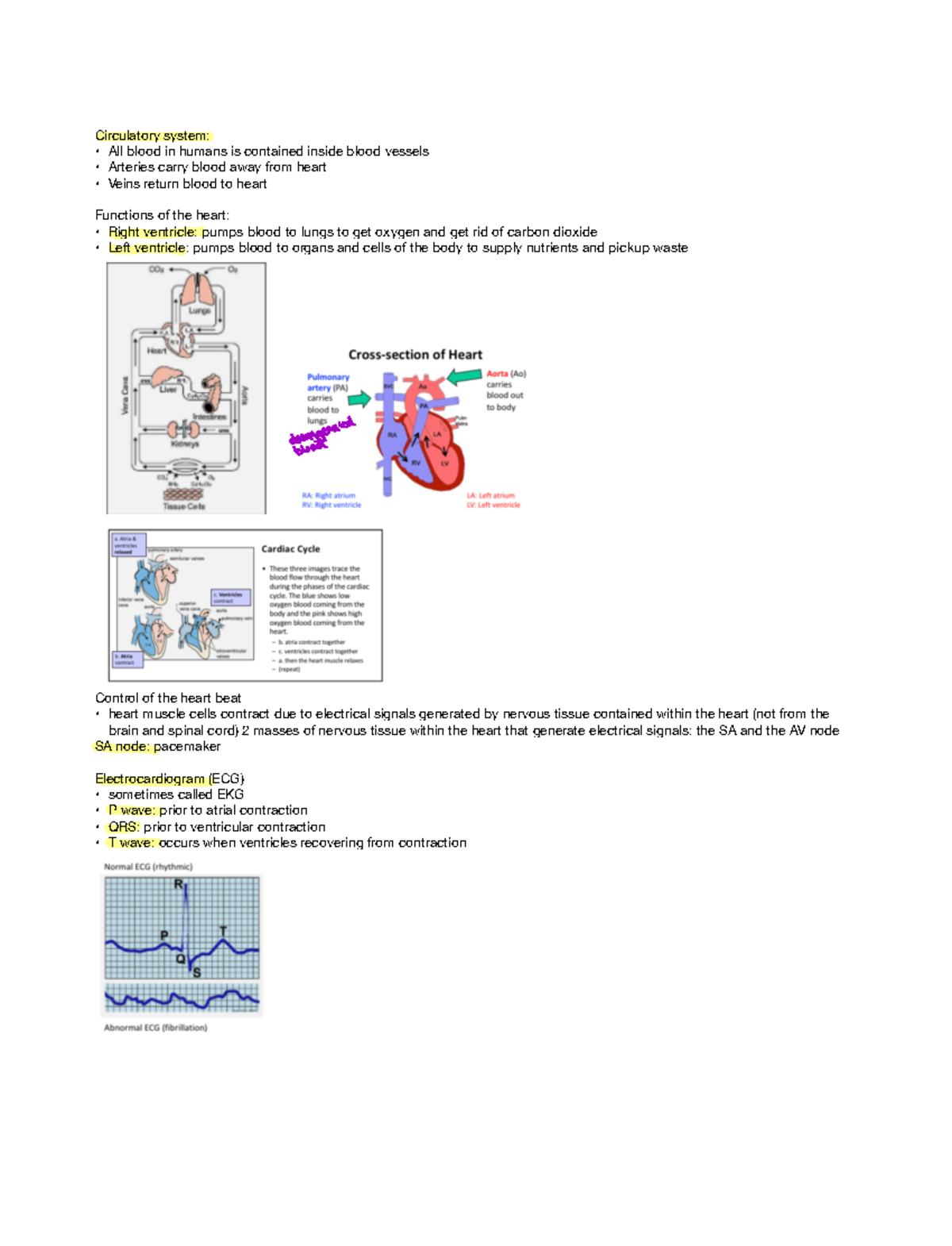 Lecture 10 Heart disease - Circulatory system: All blood in humans is ...