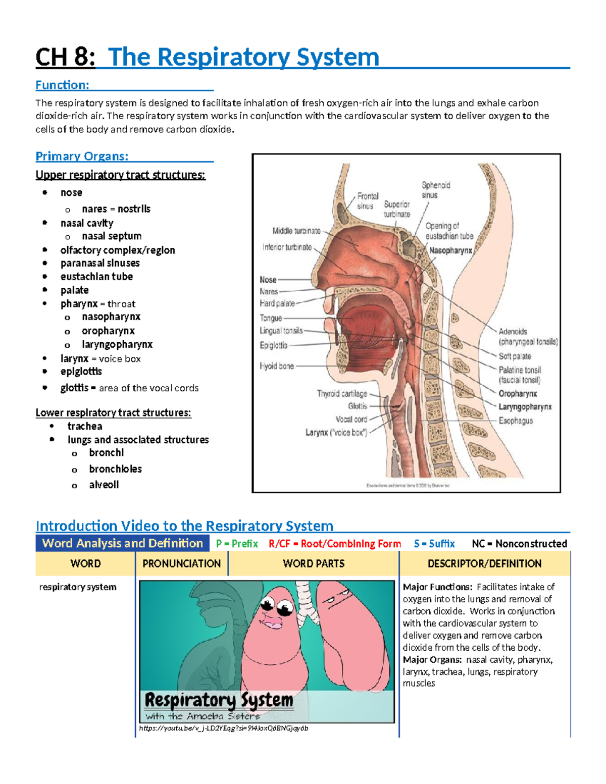 CH 8: Supplemental Outline on the Respiratory System - Studocu