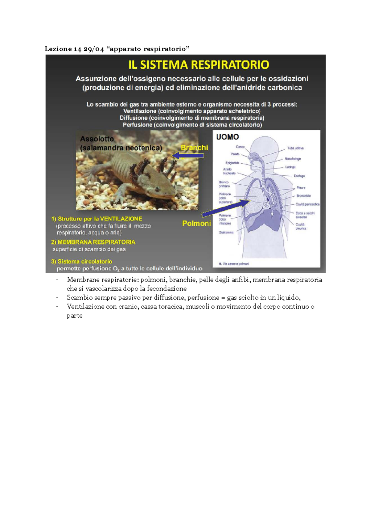 Anatomia Comparata III: Lezione 14 sulle Membrane Respiratorie - Studocu