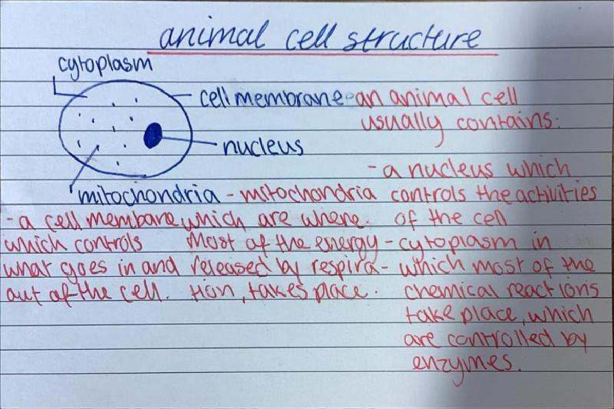 Animal Cell Structure: Cytoplasm & Cell Membrane - Biology 2nd Edition ...
