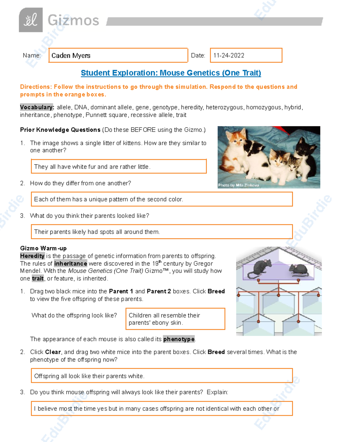 Mouse Genetics (One Trait) Gizmo Exploration - Answer Key 46880 - Studocu